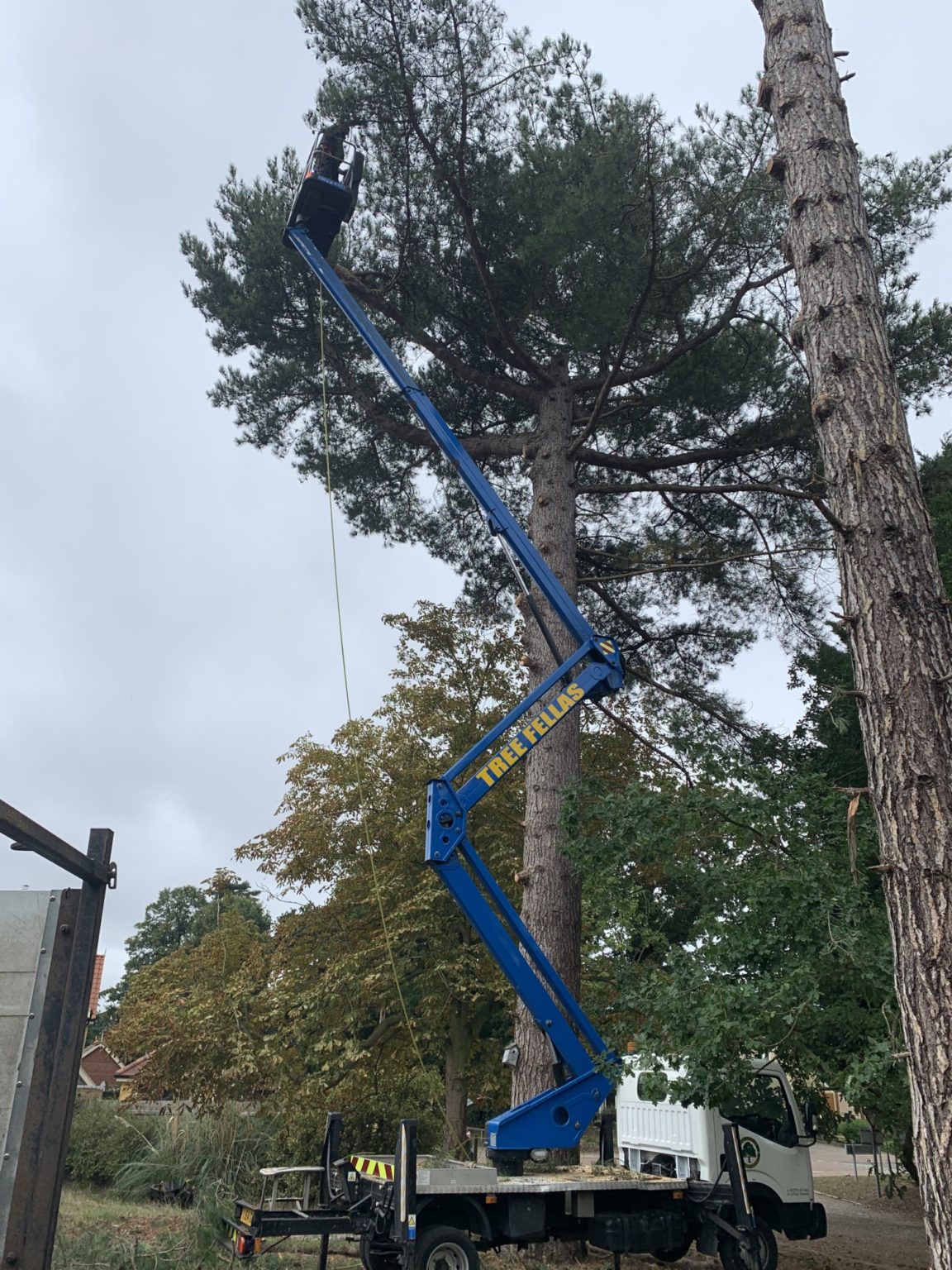 Sectional Pine tree felling with MEWP - Acorn Trees